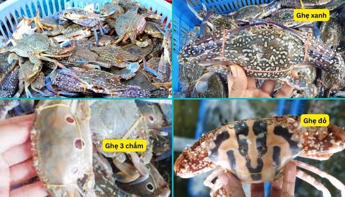 Cách Chọn Ghẹ Ngon, Nhiều Thịt - canbepxinh.com